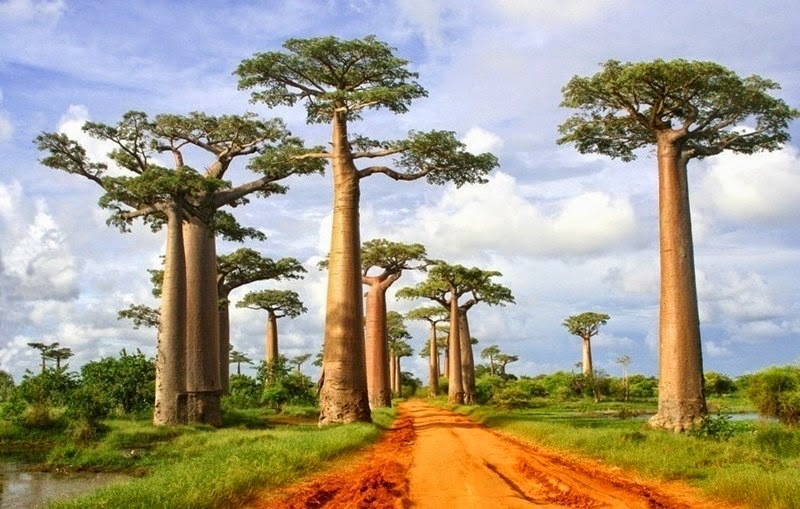 Avenue of the Baobabs – Madagascar