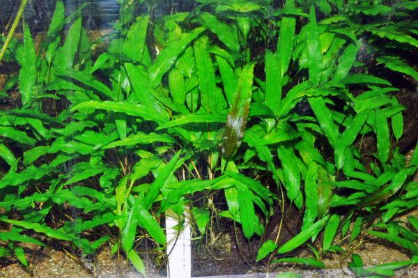 Zwartka Wendta, kryptokoryna Wendta - Cryptocoryne wendtii