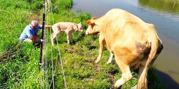 White Wolf : Worried Cow Asks Man To Rescue Her Newborn Calf