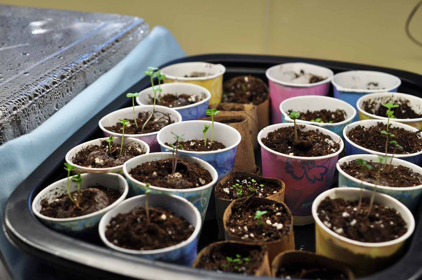 Proto-Garden: Getting Ready for Spring