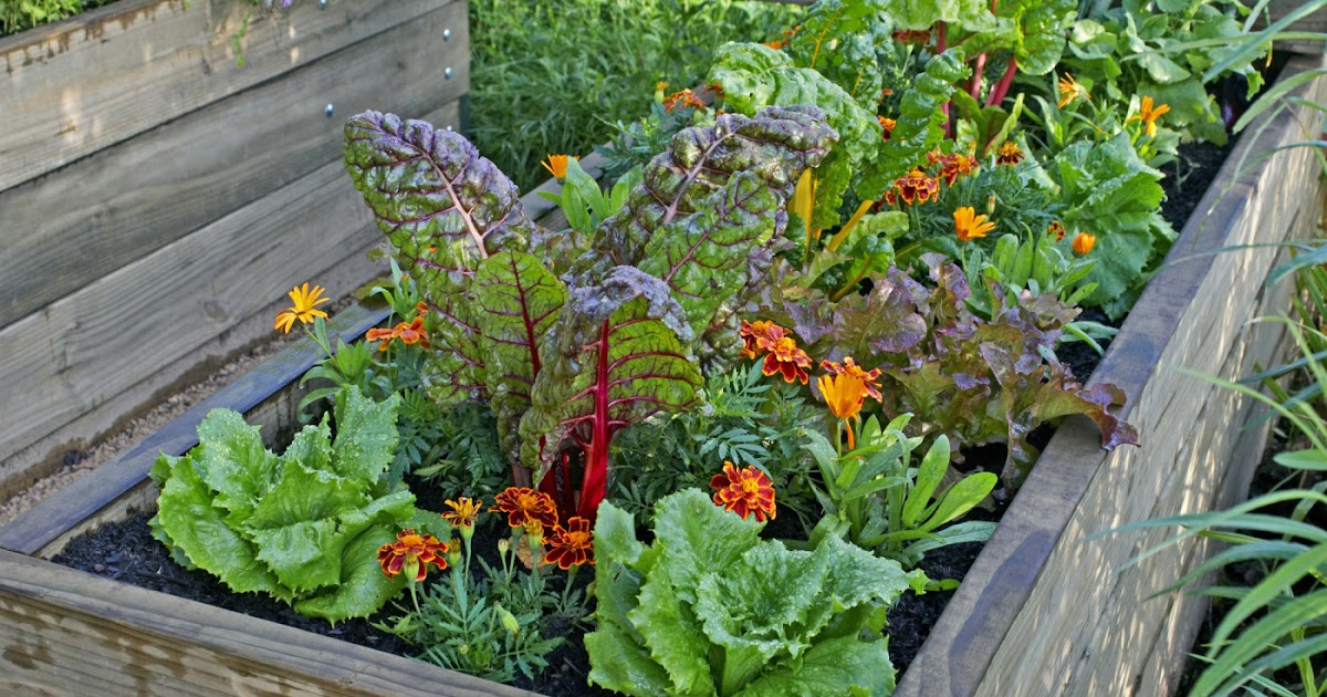 Plaisir de créer: Potager: protégez vos légumes avec des fleurs