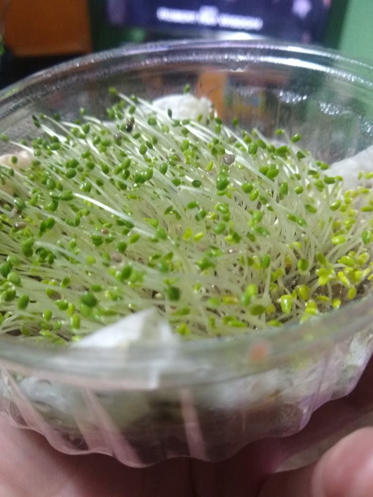 Brote o germinado de Semillas de chia