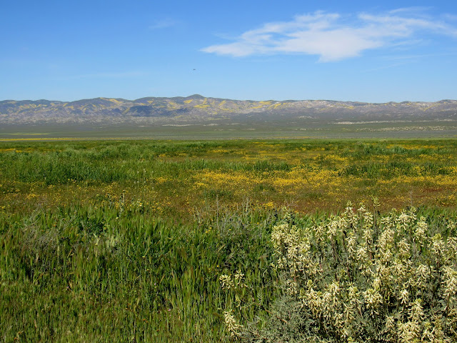 Saving California's Old-growth Grasslands