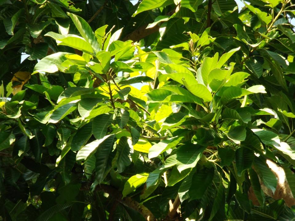 Photographic Handbook of Phil. Plants and Flowers: P