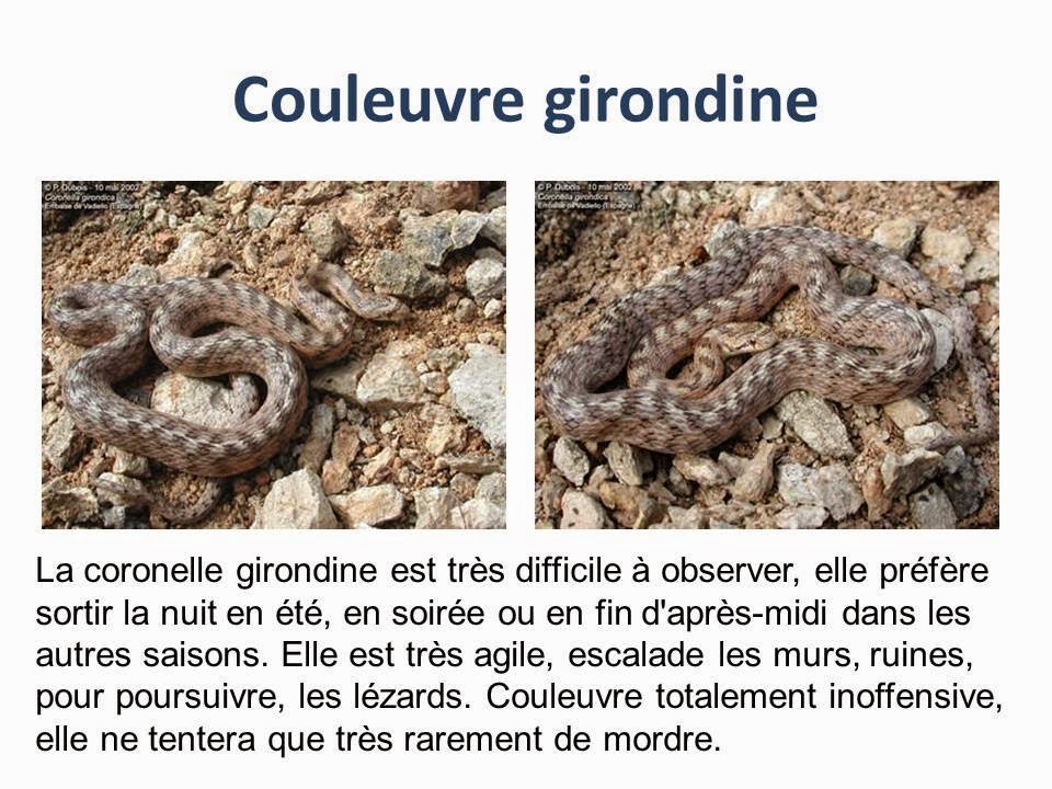Faune Flore d'Ul: Reconnaître les serpents de France