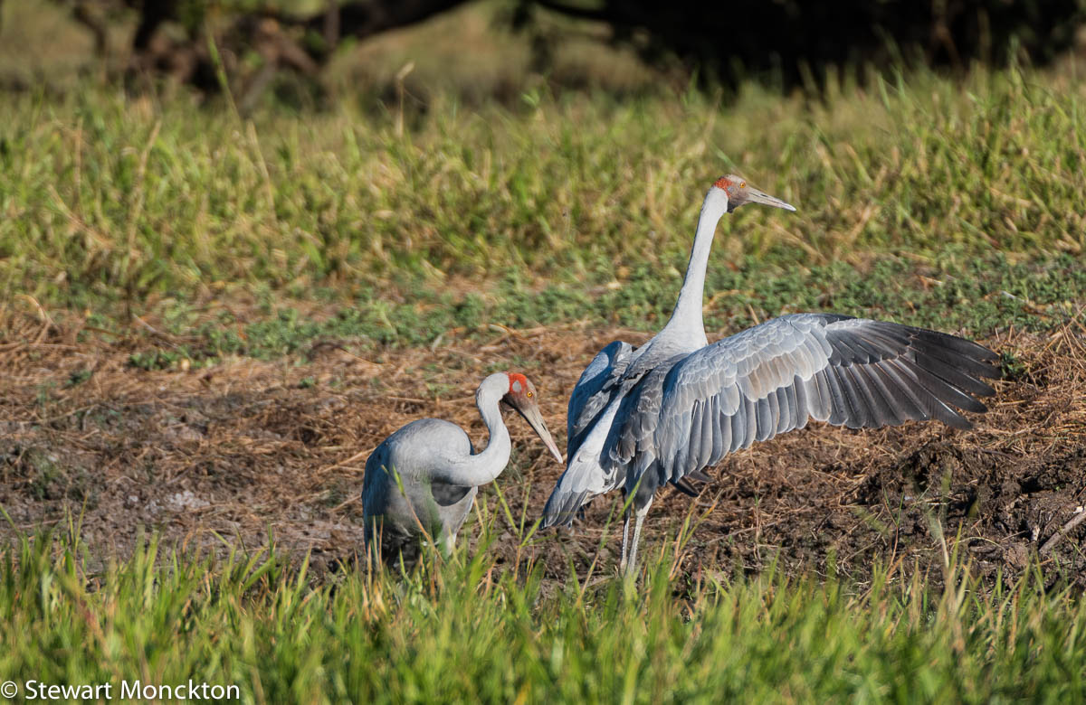 Paying Ready Attention - Photo Gallery: Wild Bird Wednesday 229 - Brolga