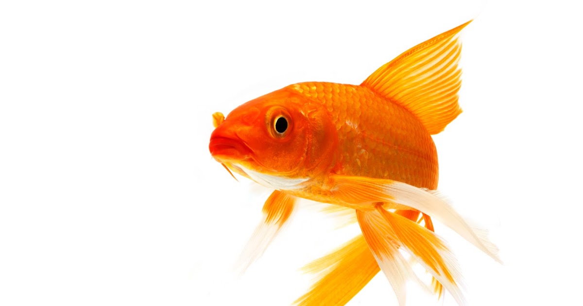The Common Goldfish Habitat In Nature - fish-hobbyist