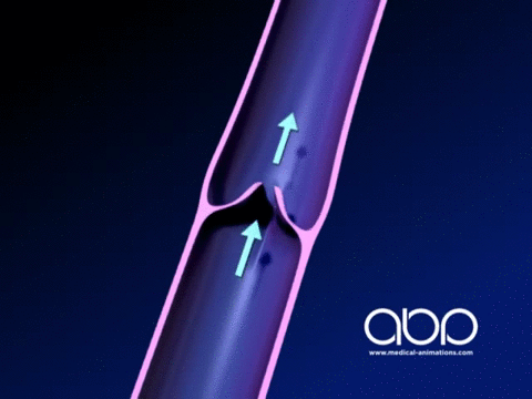 From PUA to eternity: The circulatory system