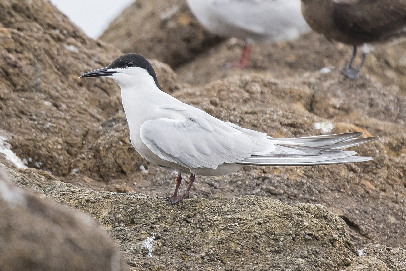As The Crow Flies - a Hong Kong Birding Blog: Terns Terns Terns...Sooty ...