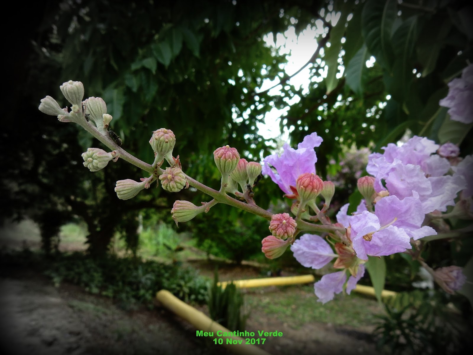 Meu Cantinho Verde: RESEDÁ-GIGANTE, BANABA - ( Lagerstroemia speciosa )