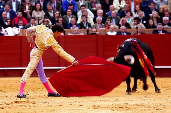 Does the Red Color Really Make the Bull Angry? Science Behind Bulls and ...