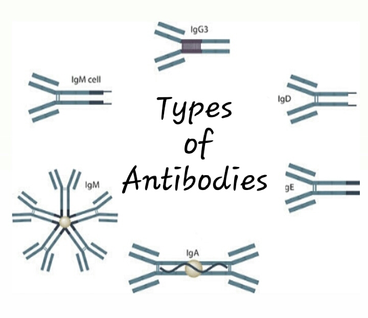 Antibody:- Structure, Types and Function