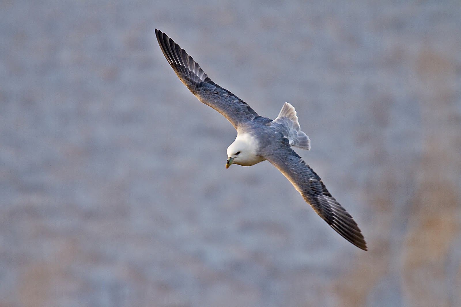 PETER'S PORTFOLIO..............Bird & Wildlife Photography: Fulmar