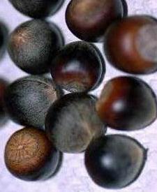 The Wheel & Distaff: Chinquapins