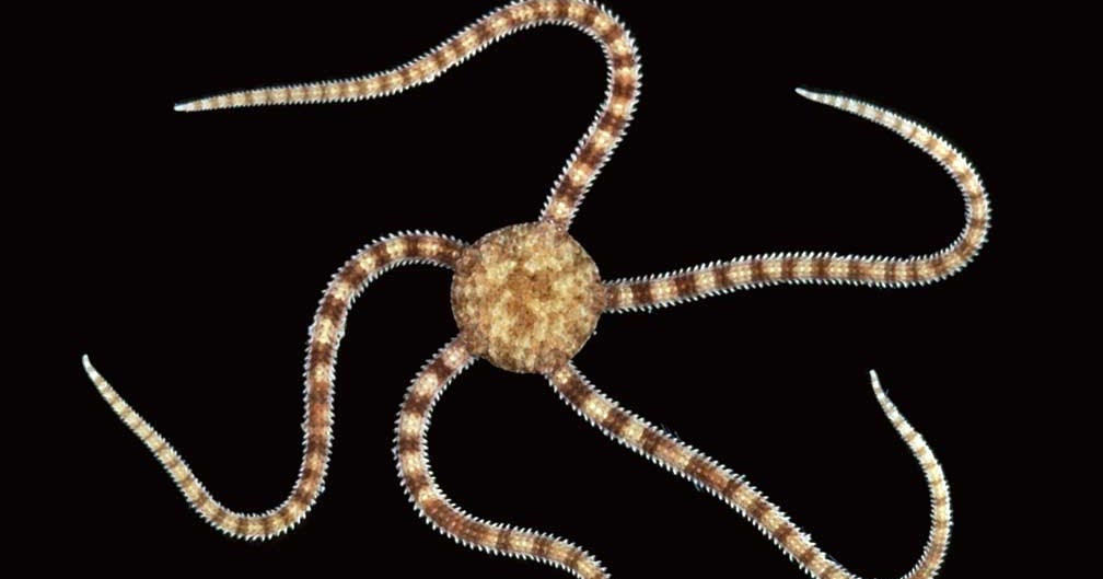 52+ Koleksi Spesial Gambar Hewan Ophiuroidea