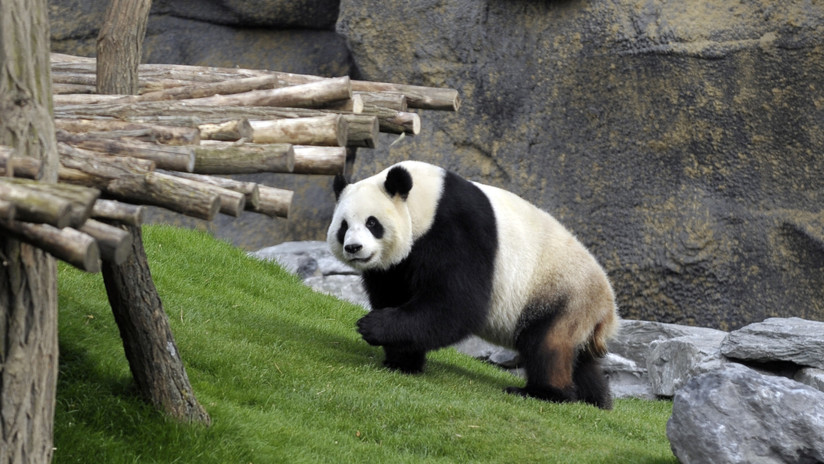 ANIMALS TIME : Panda (Gallery 6)