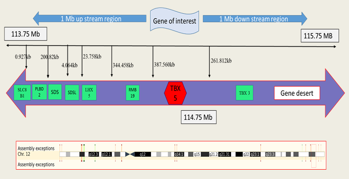 BIOINFORMATICS ANALYSIS:Viewing the Whole Genome Synteny