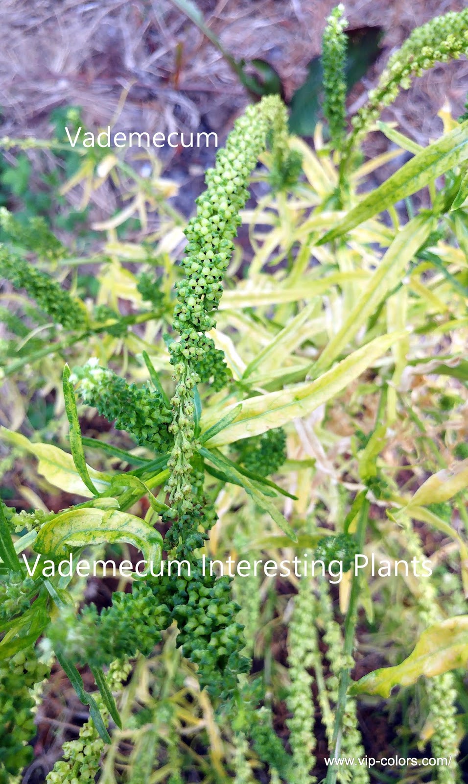 Vademecum Interesting Plants: Reseda luteola - Rezeda żółtawa - Wouw