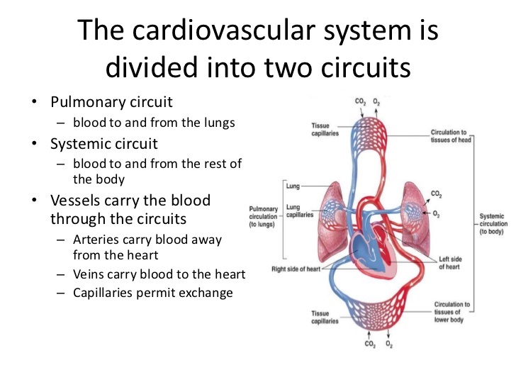 Systemic Circulation