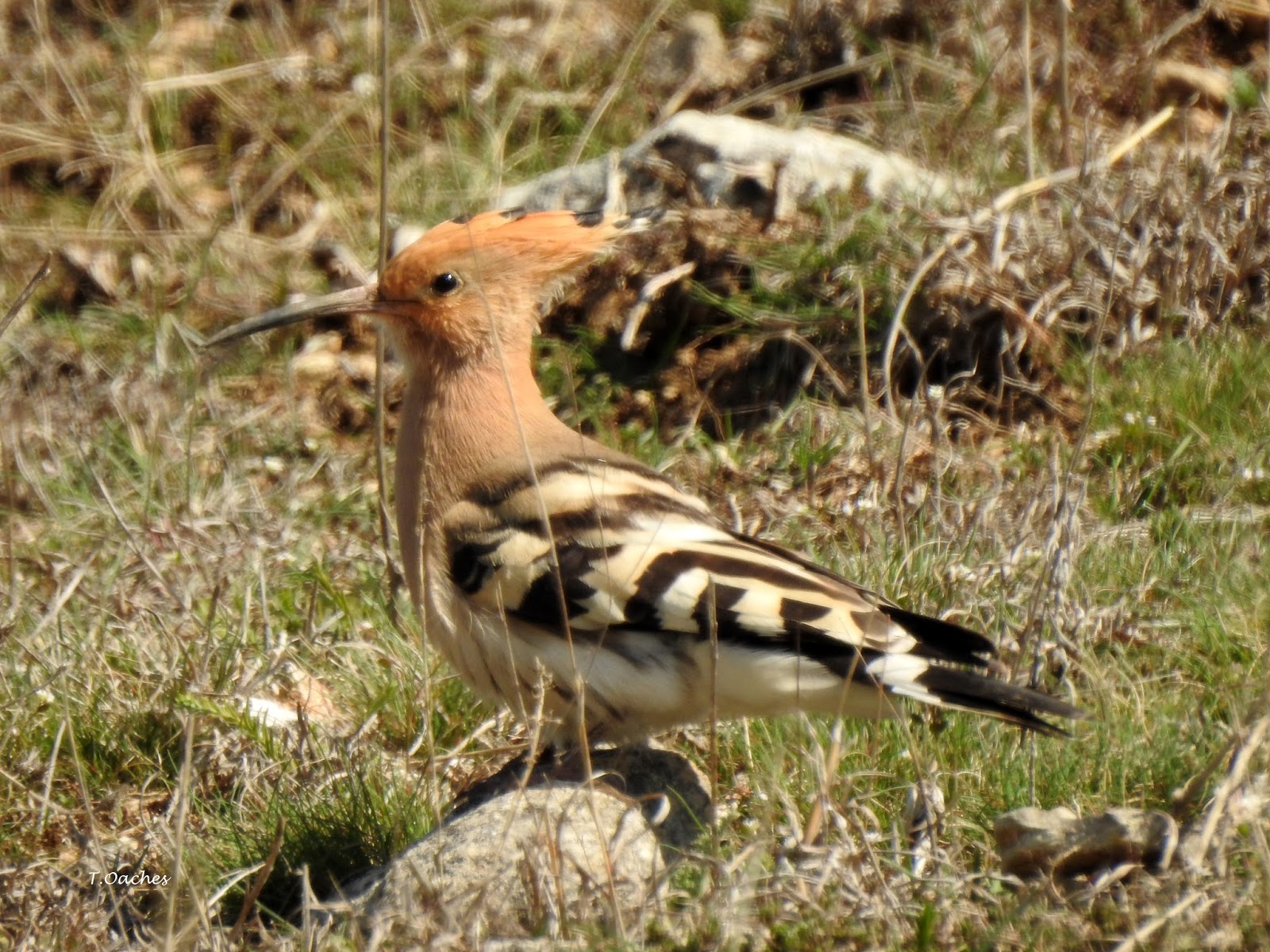 PASARI DIN ROMANIA: PUPAZA, Upupa epops