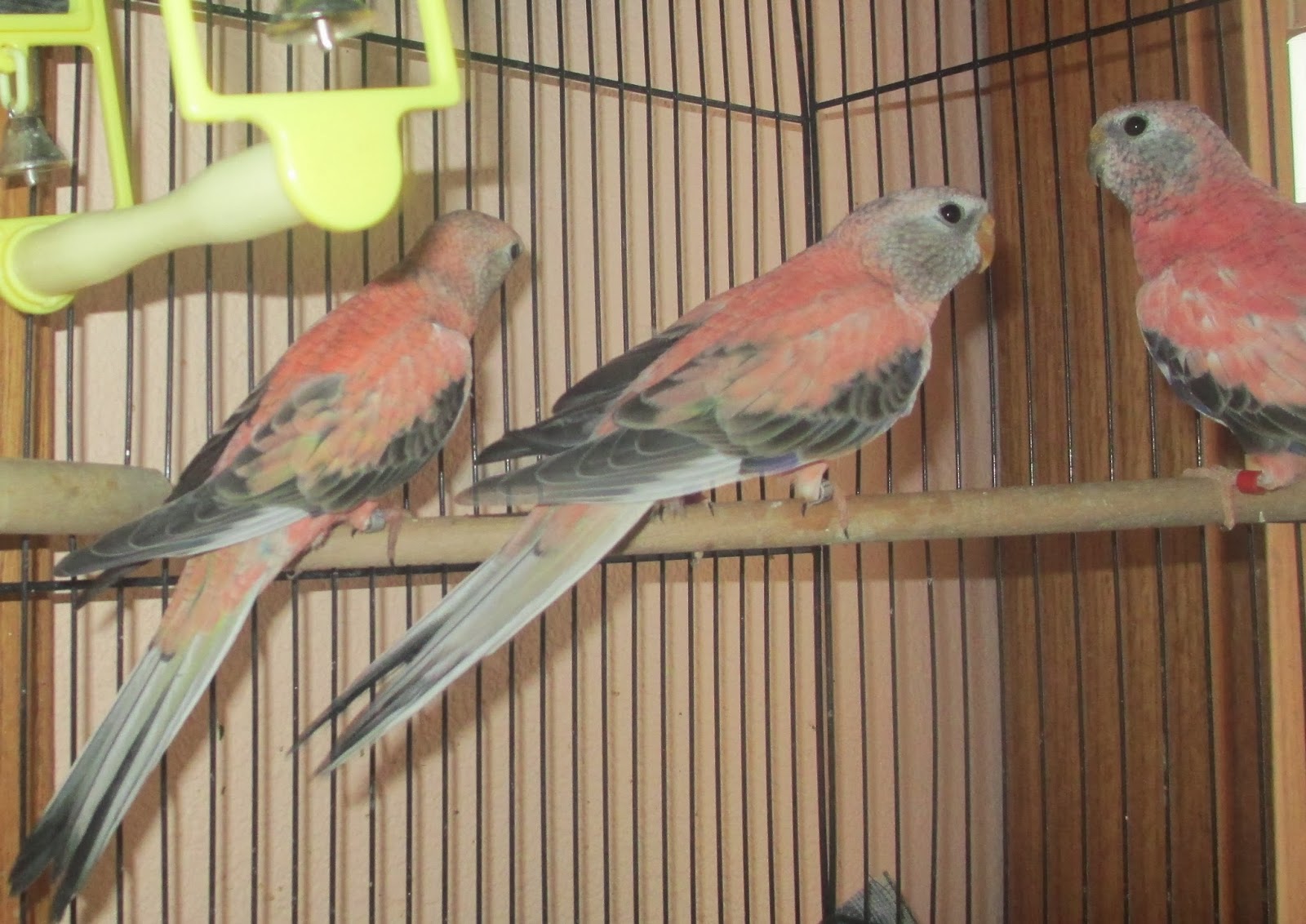 The Splendid Bourke Bird Blog: Young Bourke Parakeets & Lady Gouldian ...