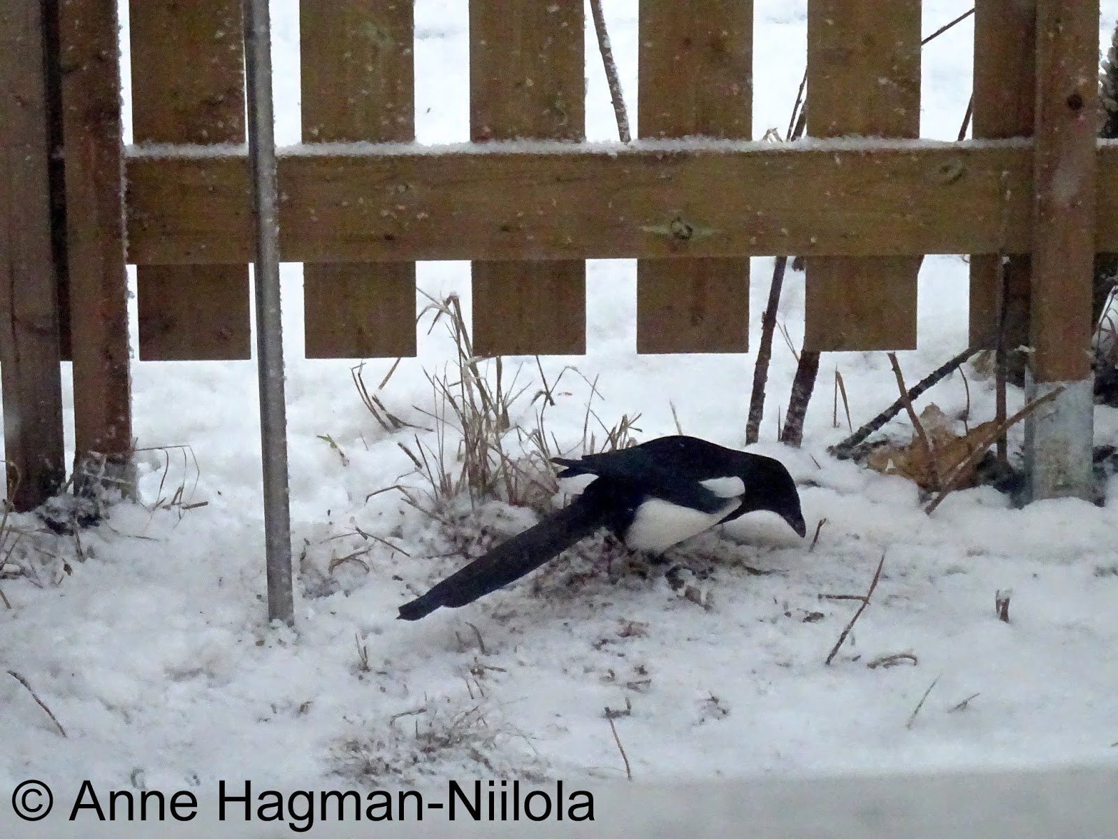 ANNEN LUONTOPÄIVÄKIRJA nature diary: HARAKKA (Pica pica)