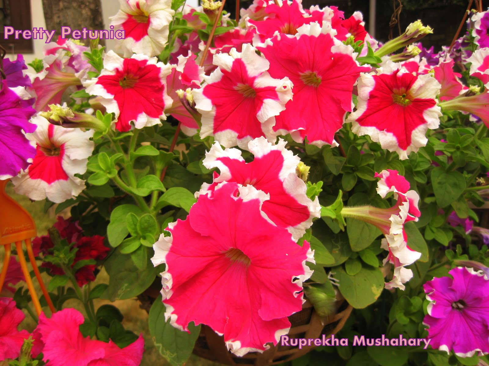 Feelings: Poem : Pretty Petunia