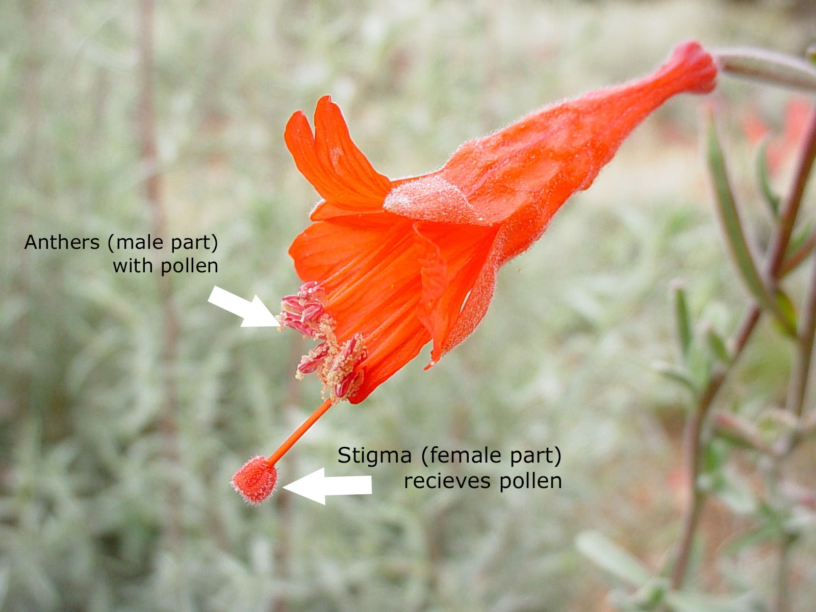 Mother Nature's Montrose Garden: Plant of the Month (September ...