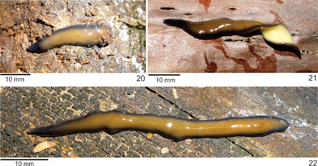 Liga do Planeta: 3 novas espécies de planárias foram descritas