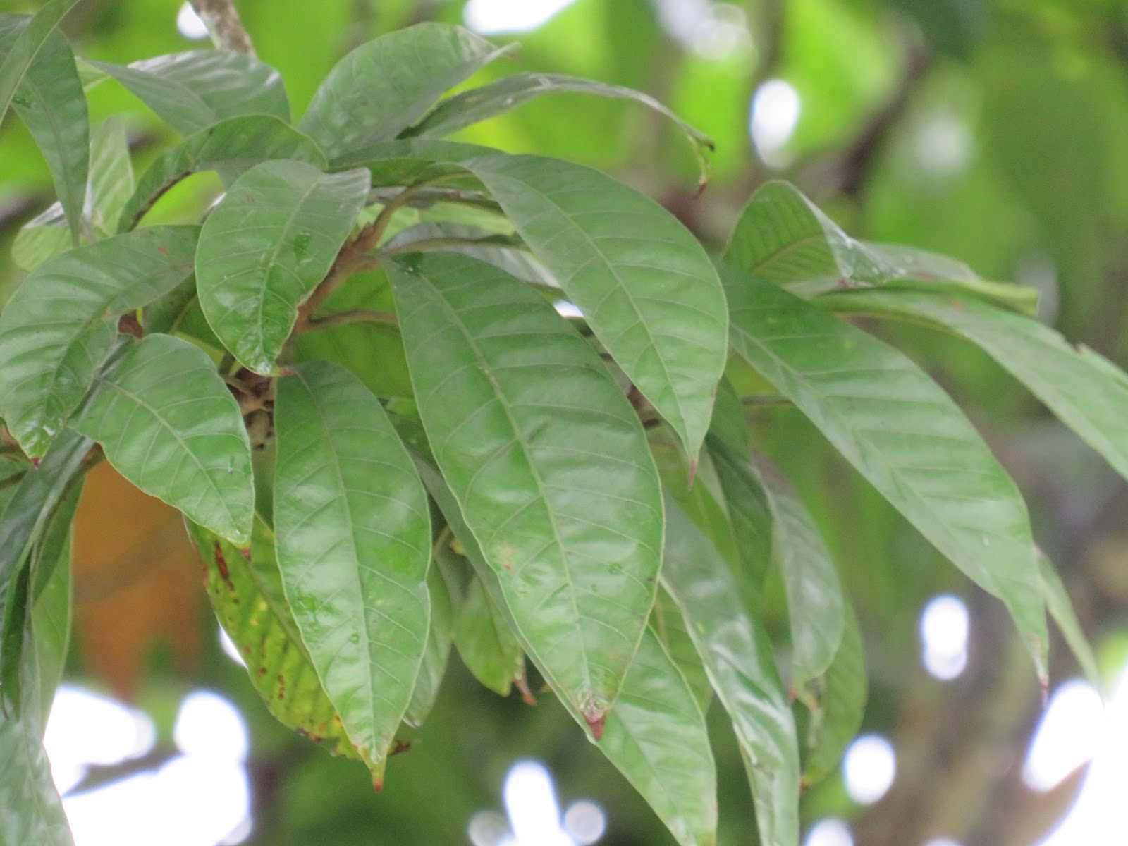 AVIFAUNAEFLORACAMBORIU.BLOGSPOT.COM.BR: ÁRVORE DA PATACA