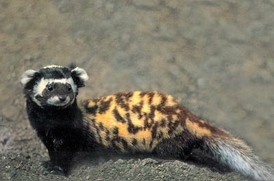 African Polecat Animals | Information Facts & Latest Pictures | The ...