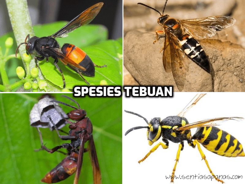 Tebuan Tanah - Perumperindo.co.id