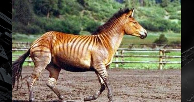 Cusevi y Pemaco: El increíble mundo de los híbridos