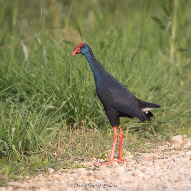 Urbes y caminos: Calamón común