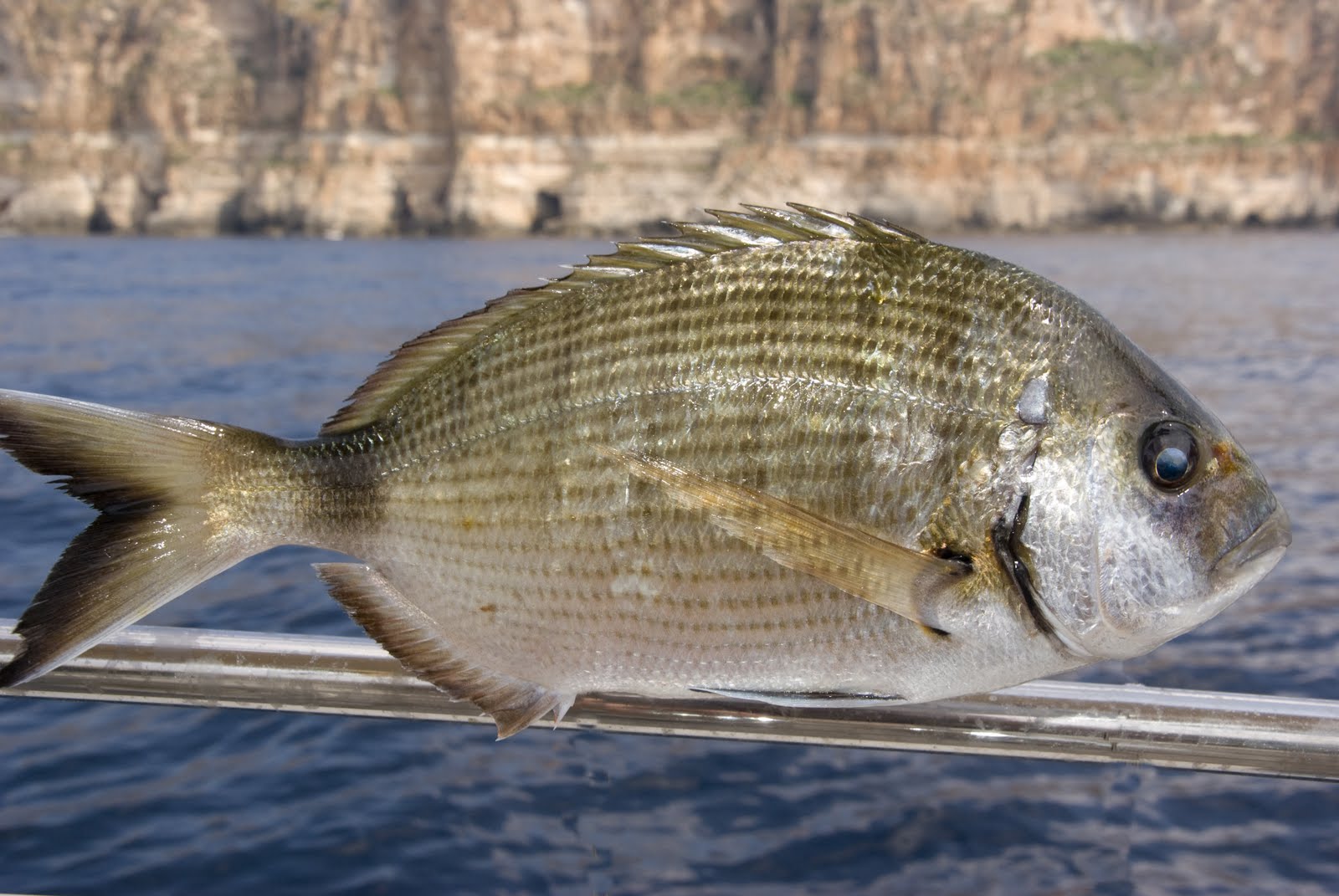 Pescando en la Bahía de Palma: el Sargo