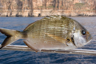Pescando en la Bahía de Palma: el Sargo