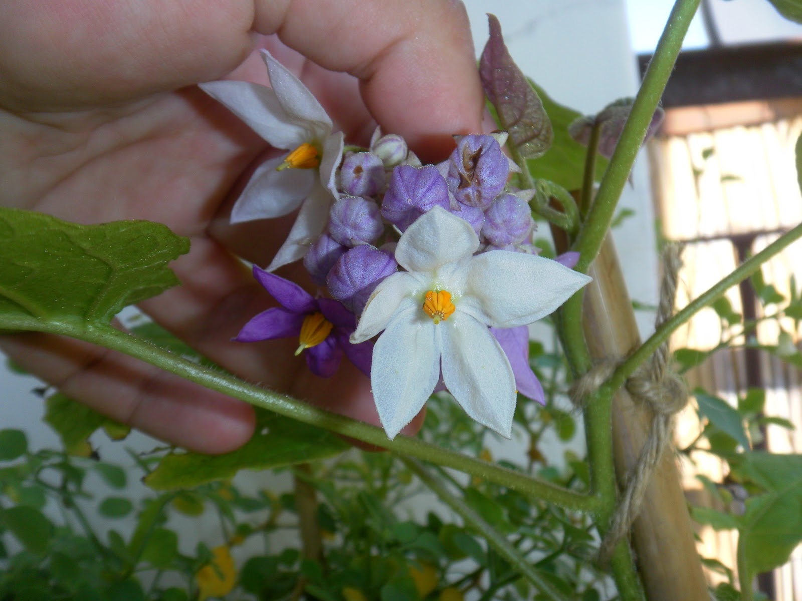Scirpidiella's Plants: Hardy Tamarillos (Cyphomandra sp.div.)