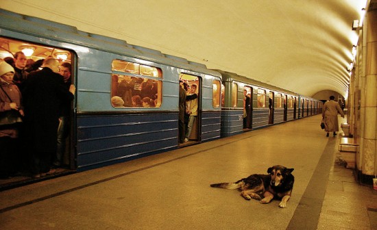 Working Service Dog Report: Stray Dogs Riding Moscow Subway