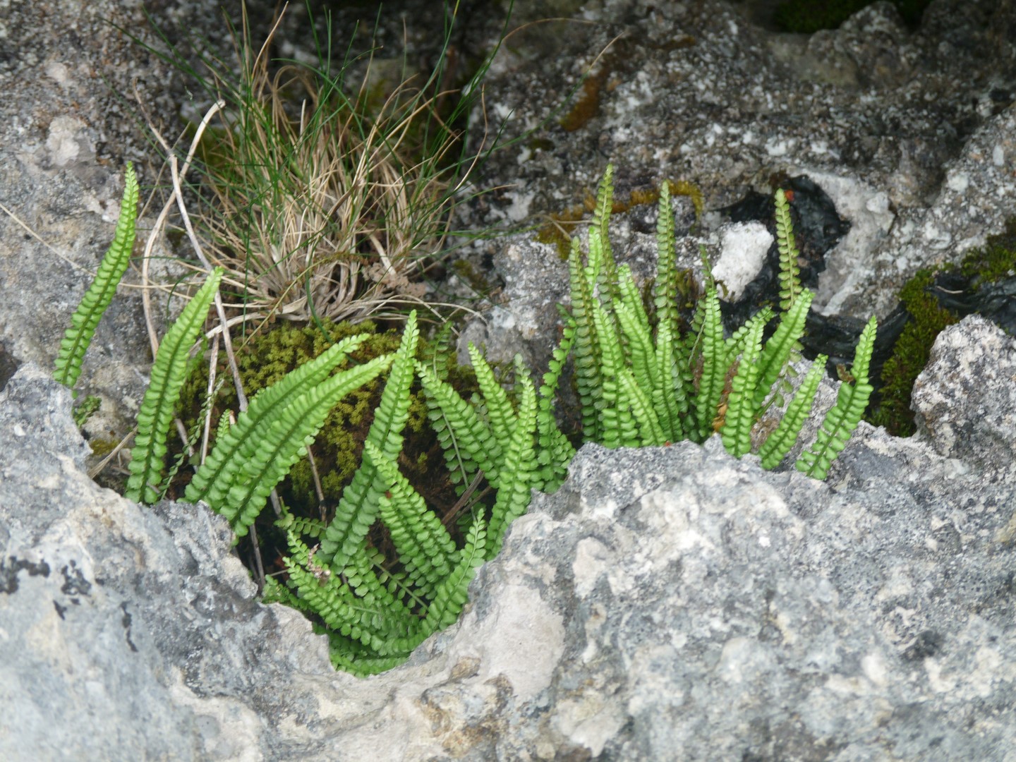 Hutton Roof's Special Ferns and More: Asplenium Viride (Green Spleenwort) Hutton Roof's Special Ferns and More: Asplenium Viride (Green Spleenwort)