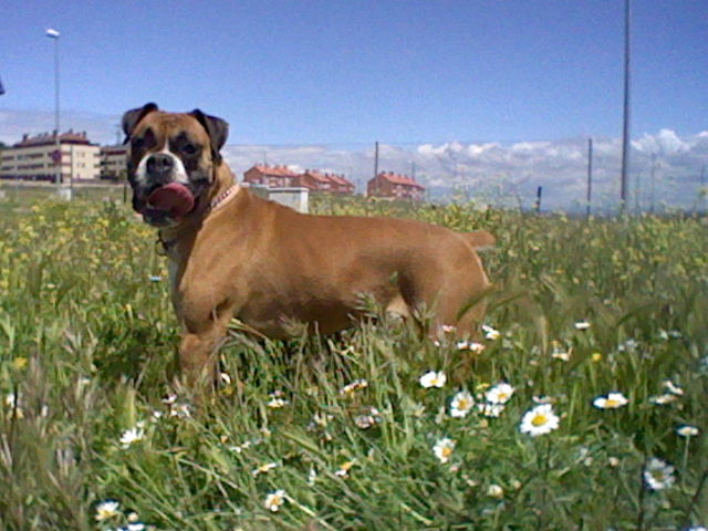 CIENCICULTURIZATE: Perros potencialmente peligrosos ( PPP)