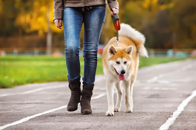 NUNCAJAMAS COCKER: 10 CLAVES PARA PASEAR CON TU PERRO