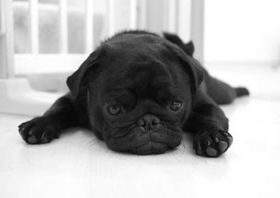 Wszystko o psach: Mops - opis rasy