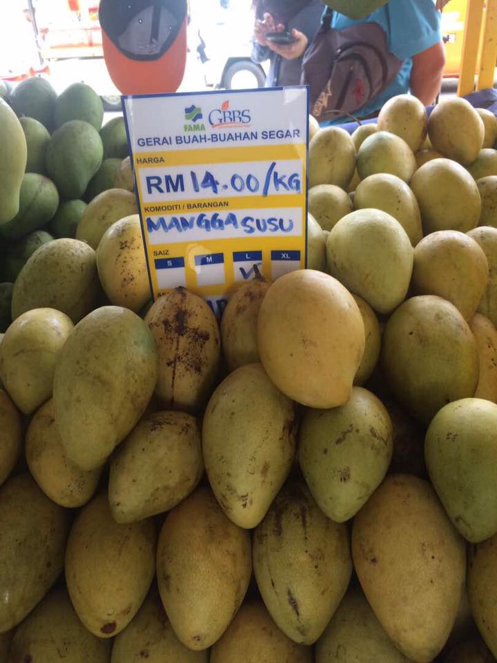 Cara Kenal Jenis Jenis Buah Mangga yang Popular dan Laris Di Malaysia Cara Kenal Jenis Jenis Buah Mangga yang Popular dan Laris Di Malaysia