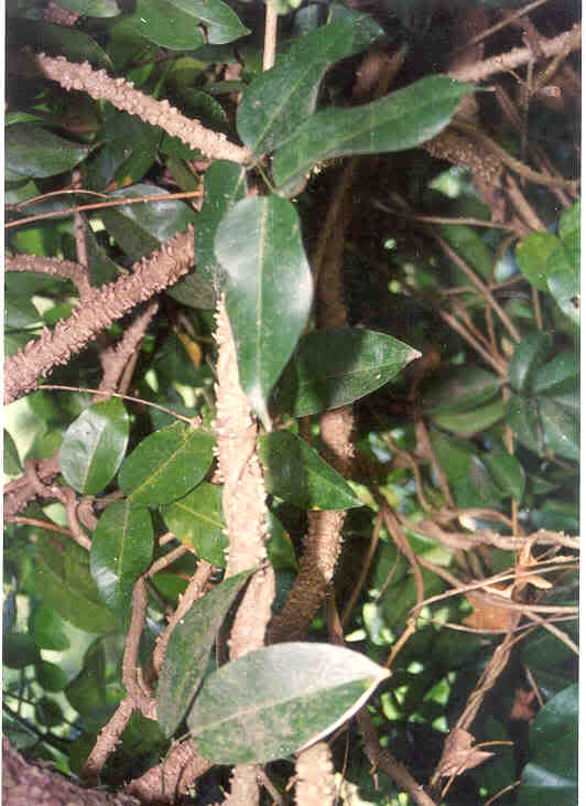 KAK FAZIDAH CANTEK RICH: ANJELIETA