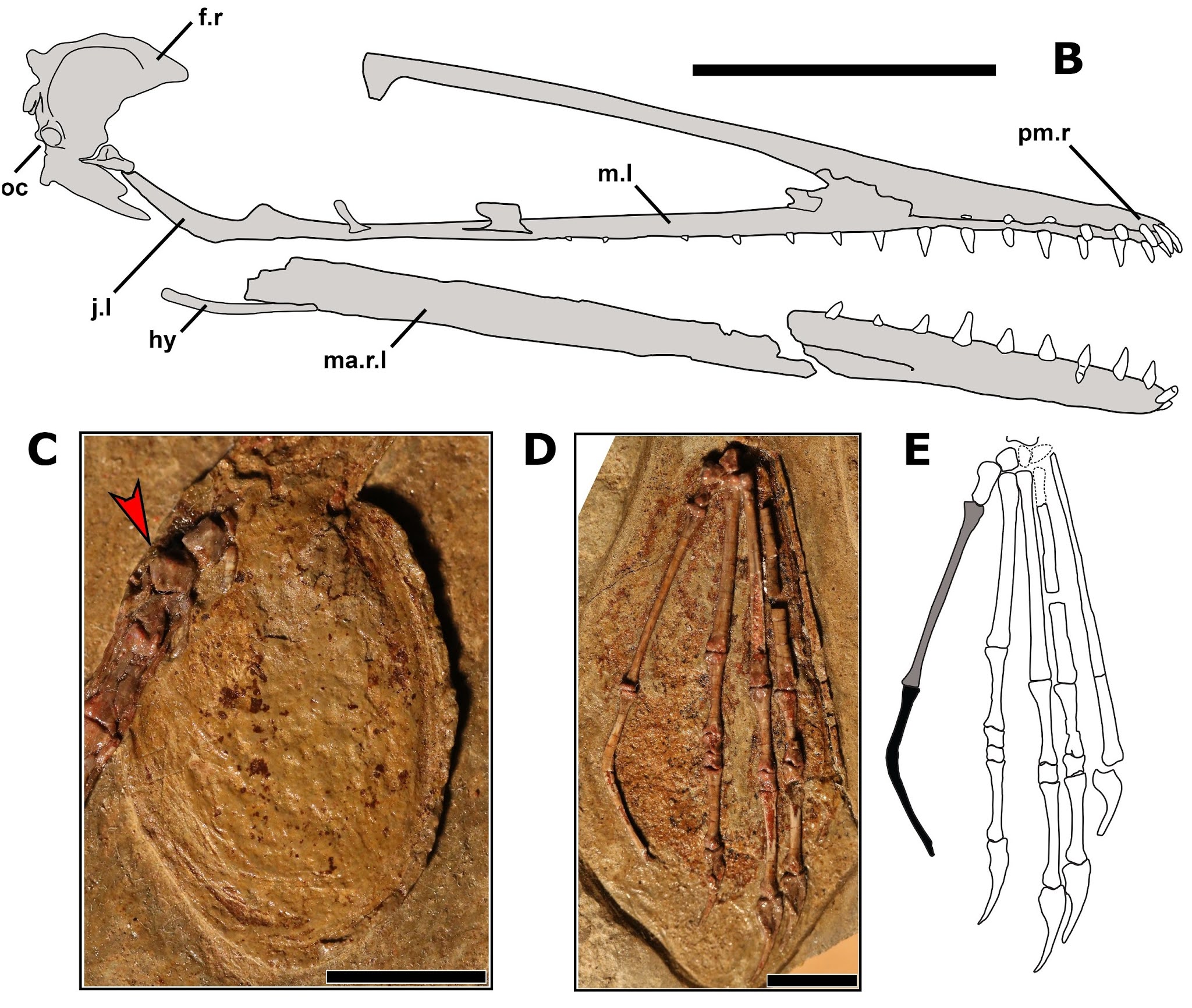Species New to Science: [Paleontology • 2021] Kunpengopterus ...