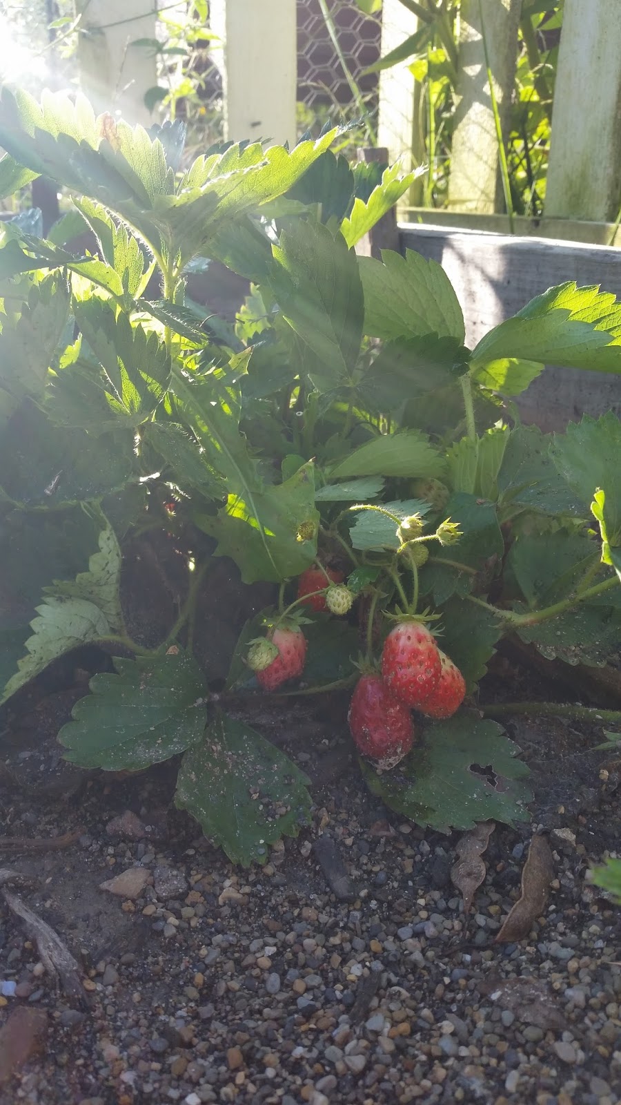 LL Farm: Farm Photo Friday (September 15, 2017)