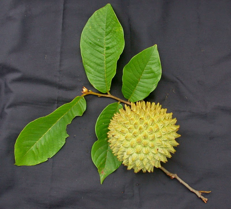 Flora de Puerto Rico Ilustrada Papo Vives: ANNONACEAE ANNONA PURPUREA ...