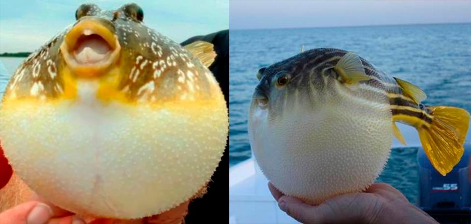 O Livro da Natureza: Peixe Balão