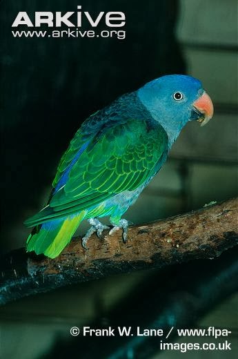 Tierra de papagayos, loros, cacatuas, pericos, cotorras y guacamayos ...