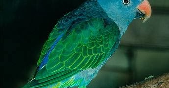 Tierra de papagayos, loros, cacatuas, pericos, cotorras y guacamayos: Lorito dorso azul ...
